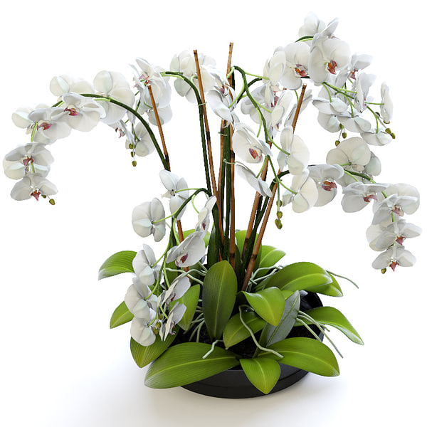 3d obj realistic orchids