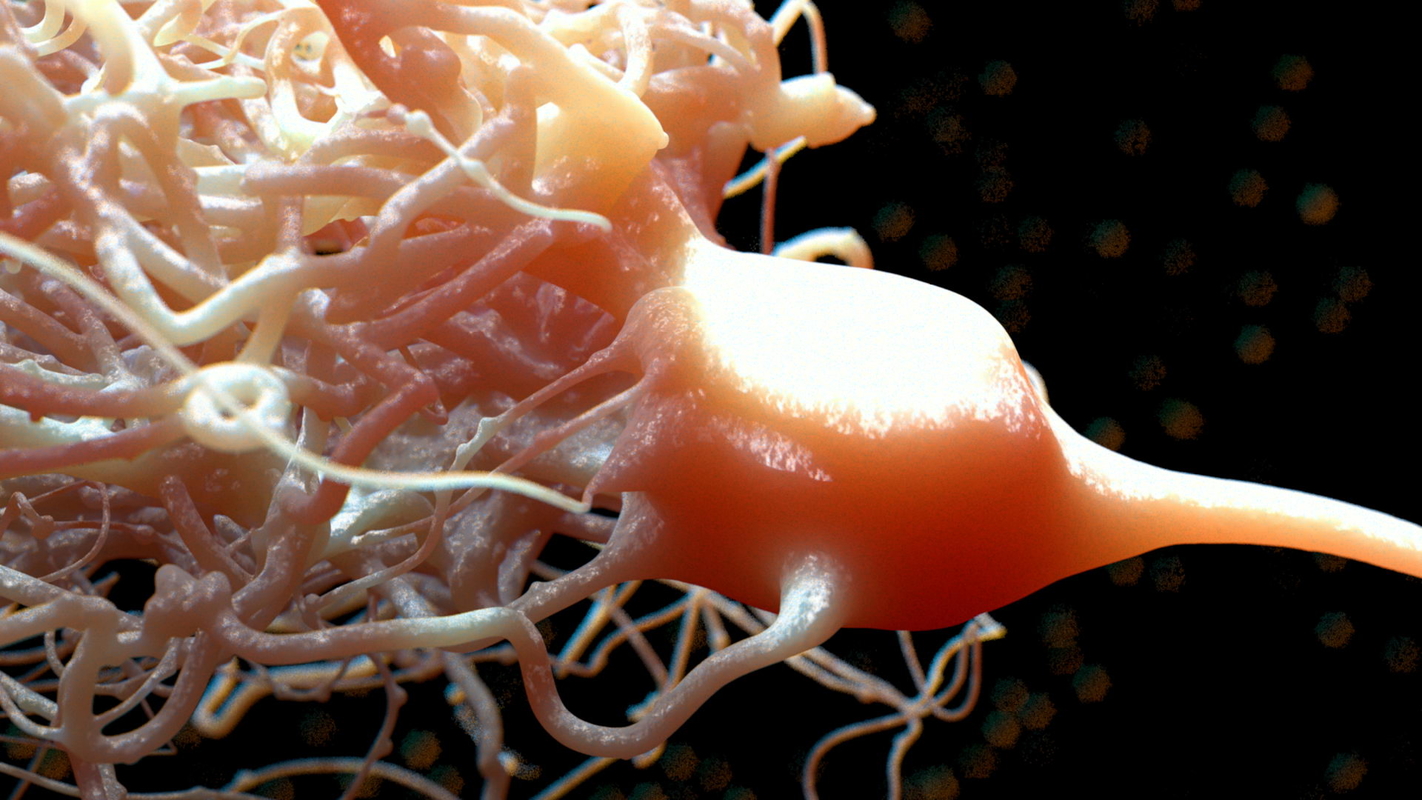 c4d dying neuron