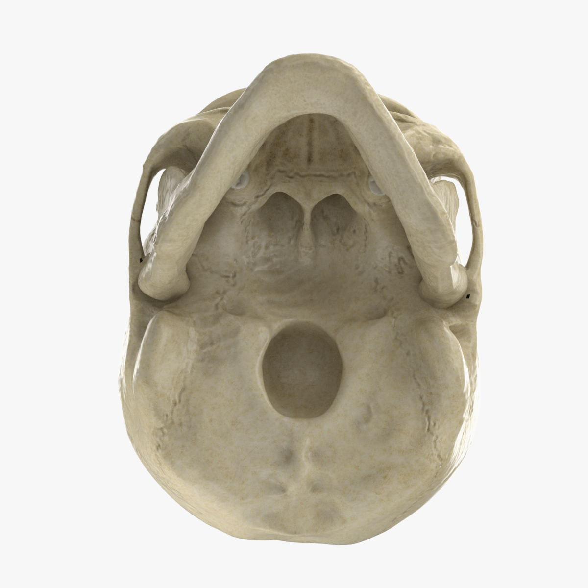 caucasoid male skull 3d max