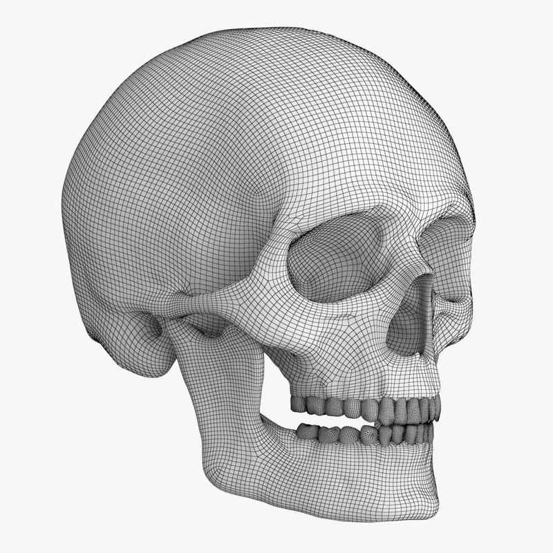 caucasoid male skull 3d max