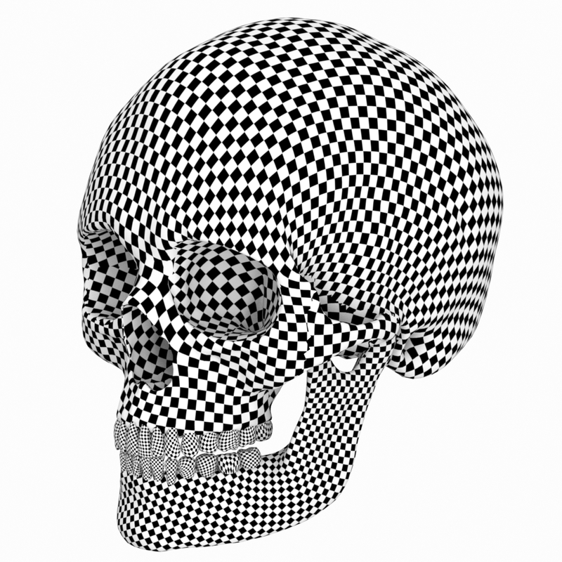 3d caucasoid female skull model