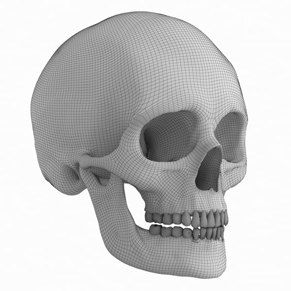 3d caucasoid female skull model