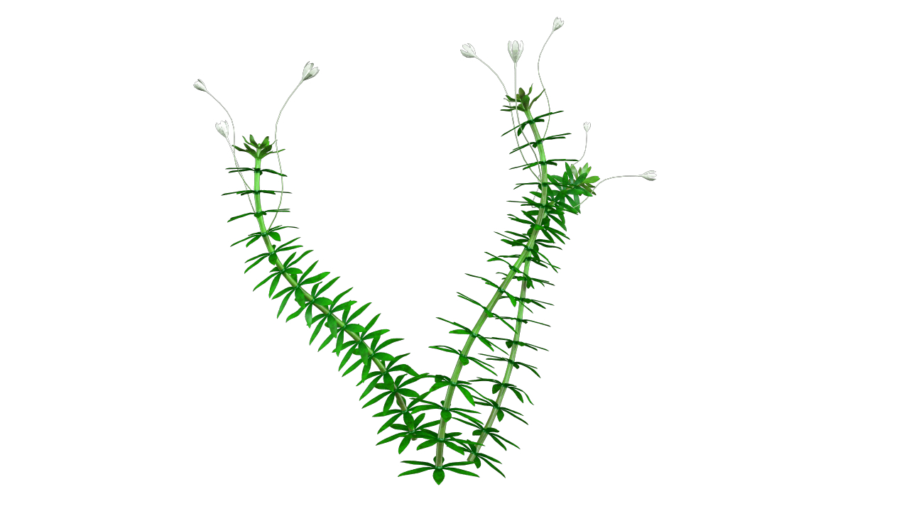 obj hydrilla aquatic plant