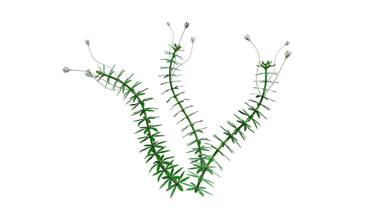 obj hydrilla aquatic plant