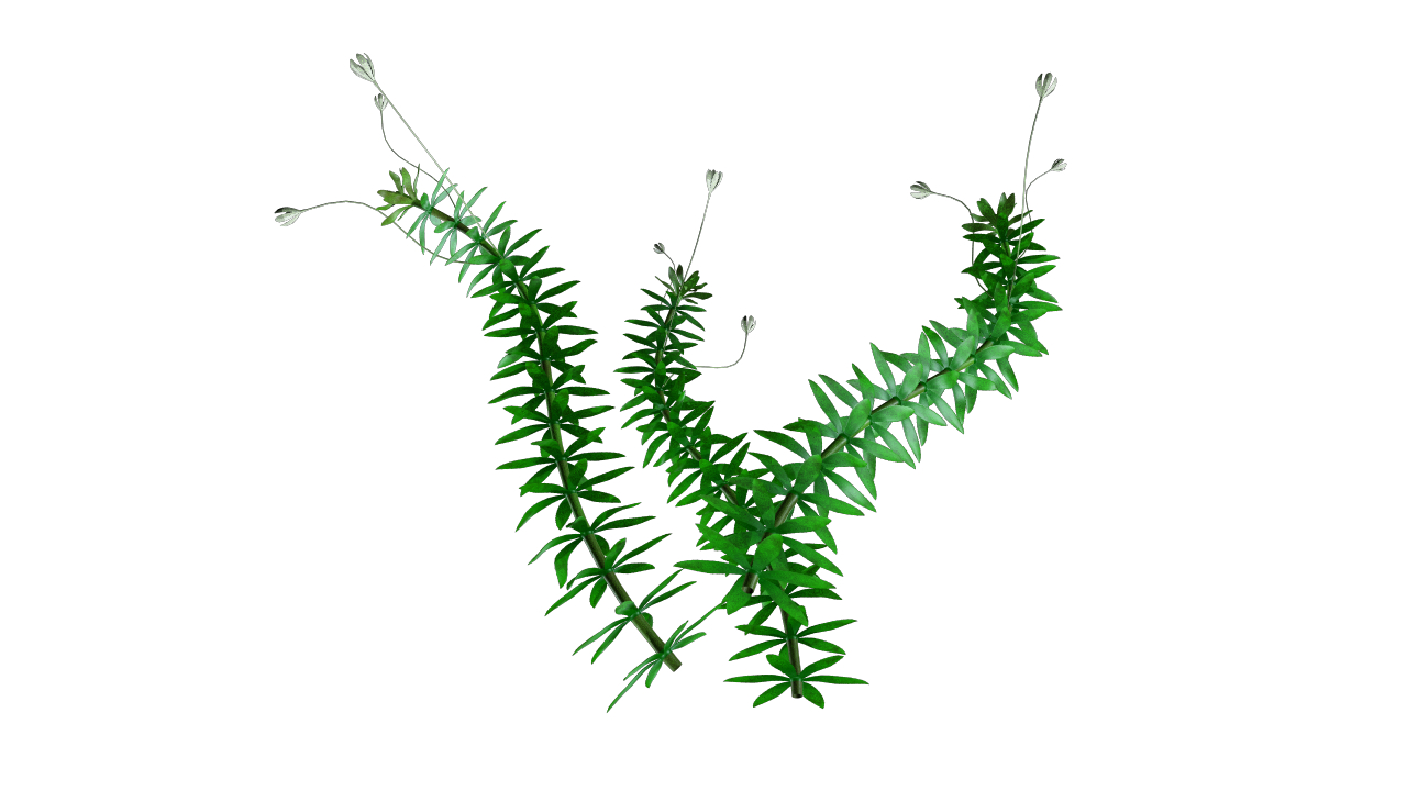 obj hydrilla aquatic plant