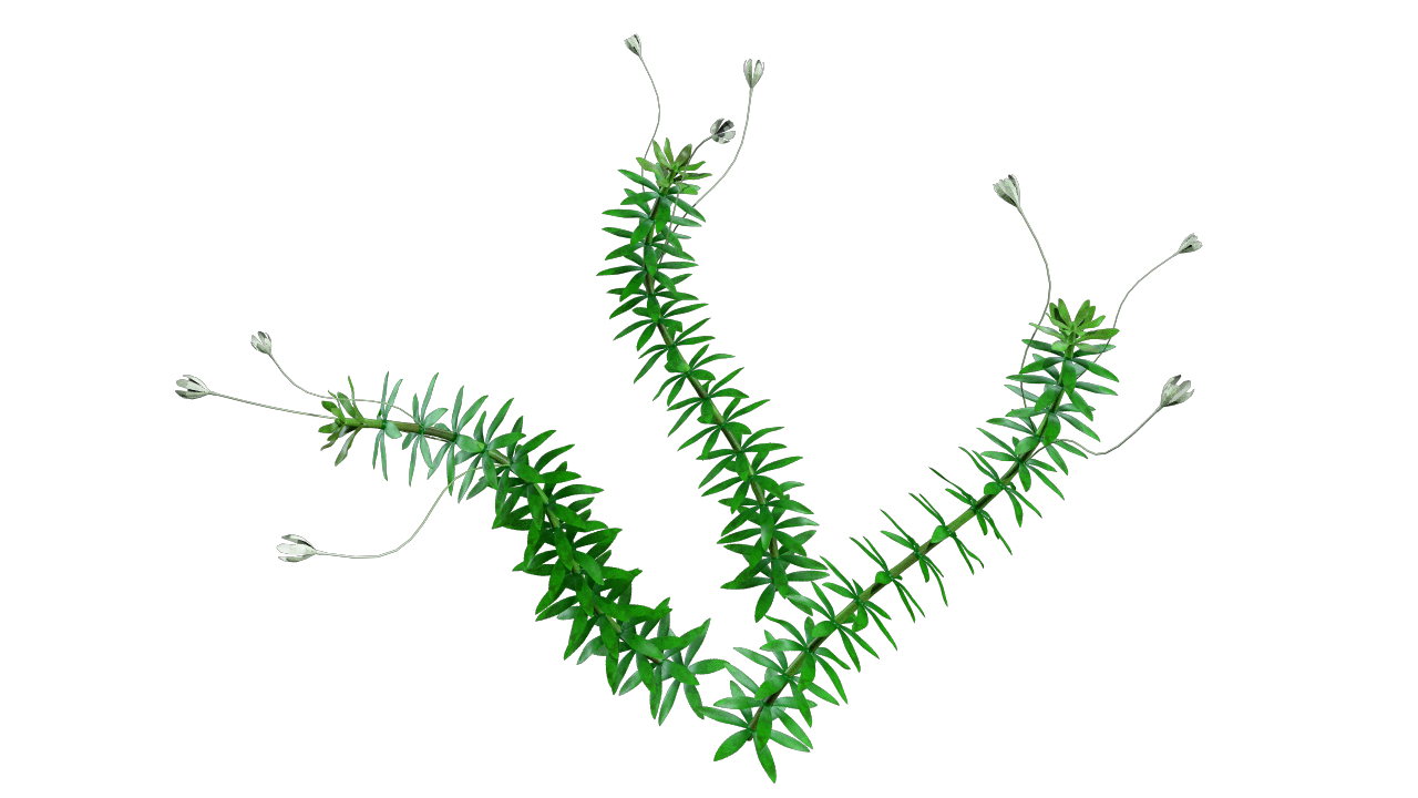 obj hydrilla aquatic plant