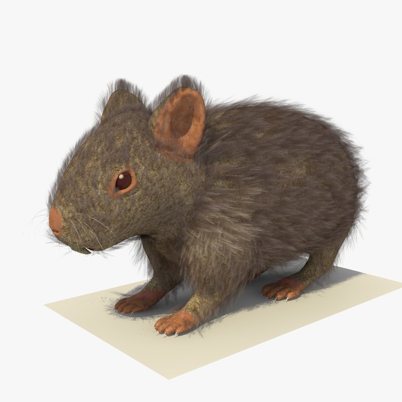 3d model grey hamster fur