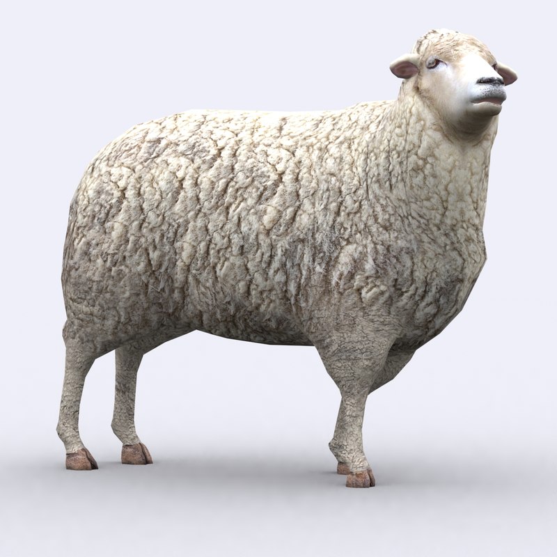 3d model - sheep