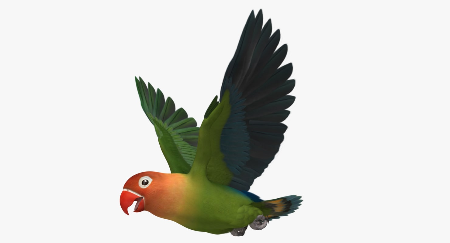 maya agapornis fischeri fischer s