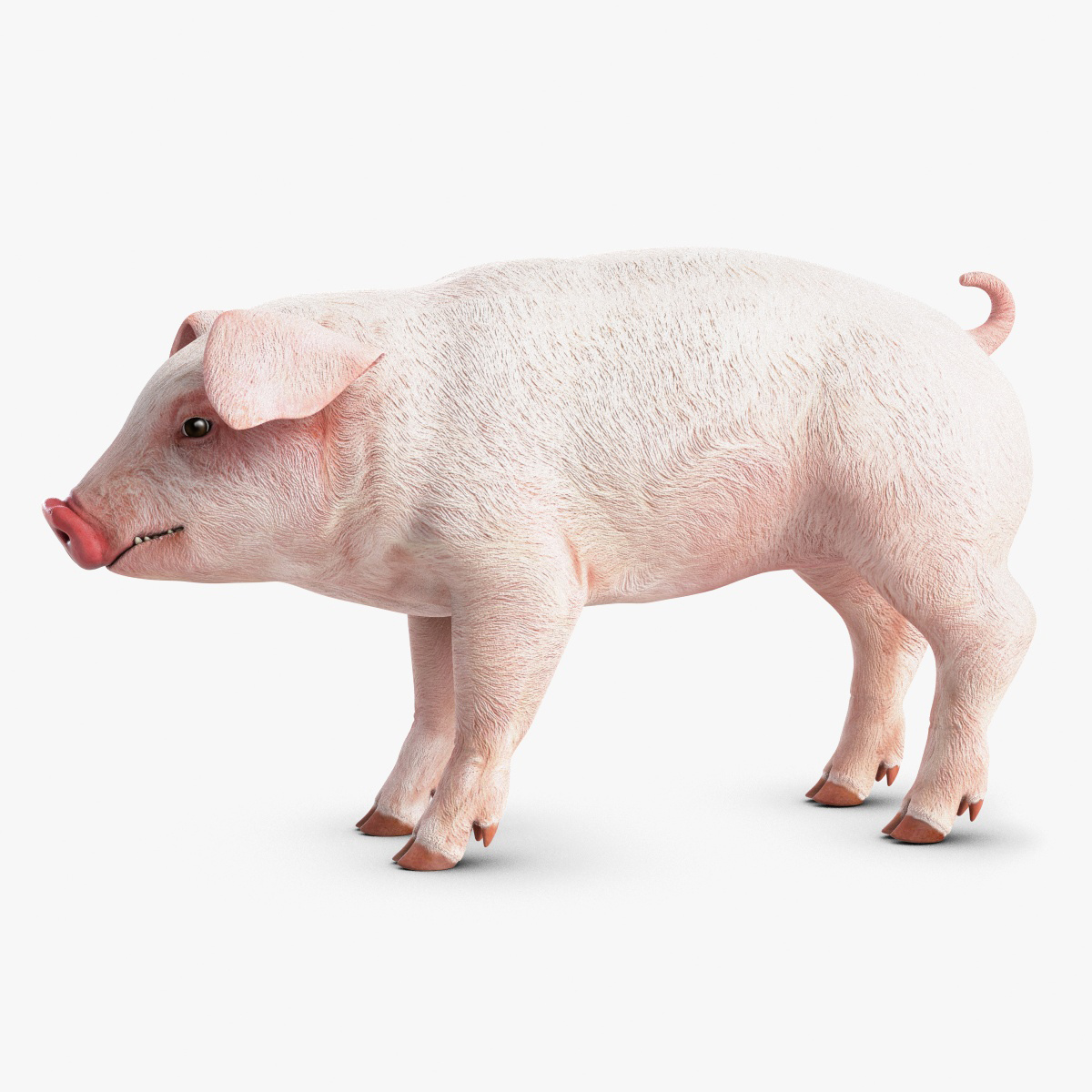 pig pork 3d model