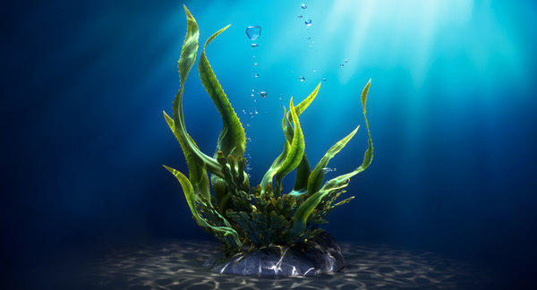 3d model seaweeds animation
