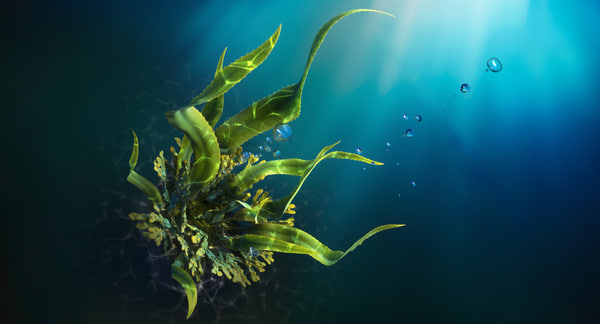 3d model seaweeds animation