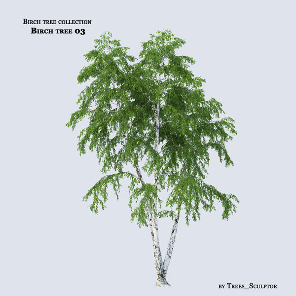 3d birch tree model
