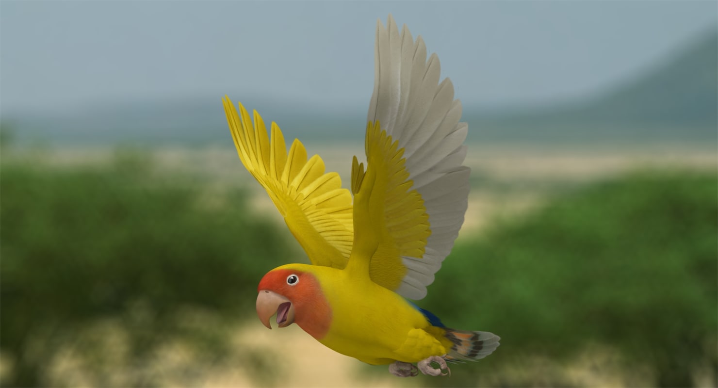 Agapornis Roseicollis "Lutino Rosy-Face Lovebird" Modelo 3D ...