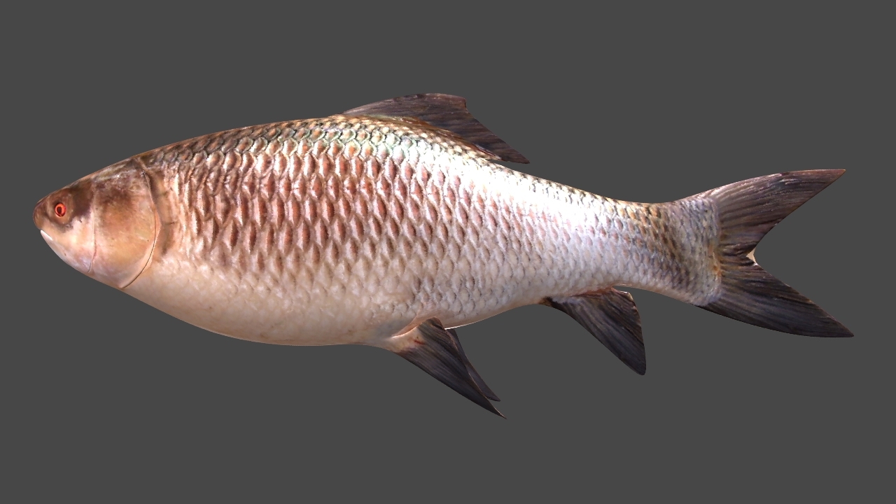 3d labeo carps
