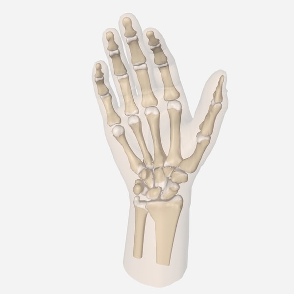 Skeletal Hand 3D Models for Download | TurboSquid