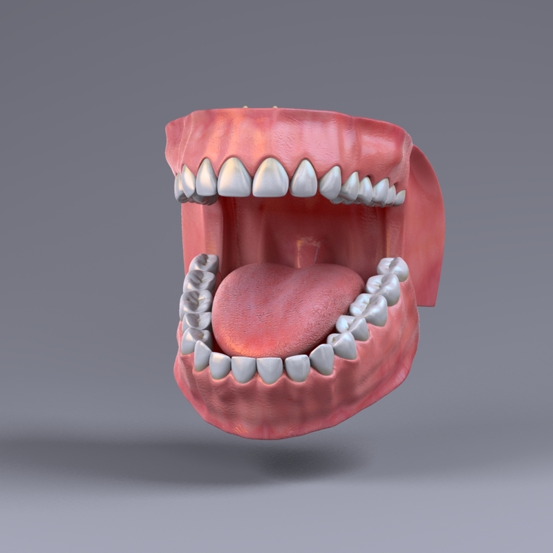 inner mouth 3d model