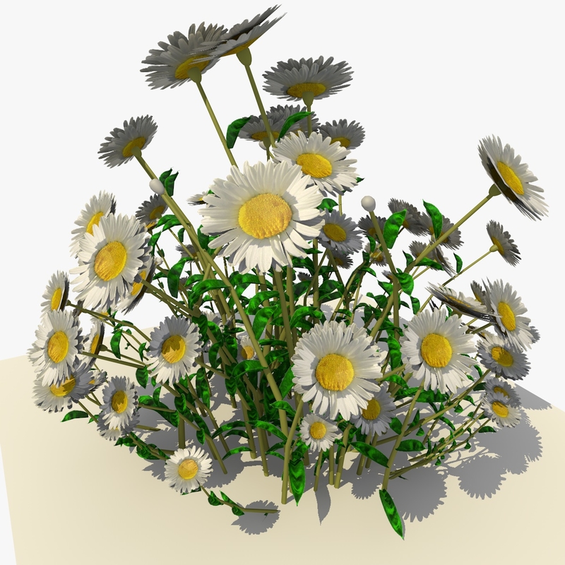 white daisy flowers 3d model