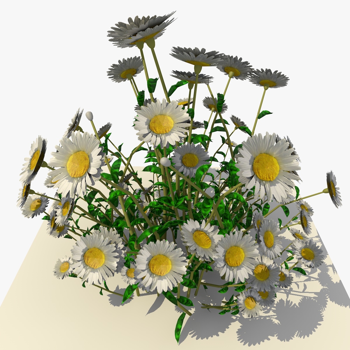 white daisy flowers 3d model