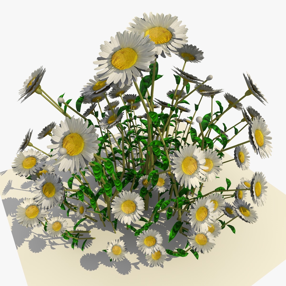 white daisy flowers 3d model