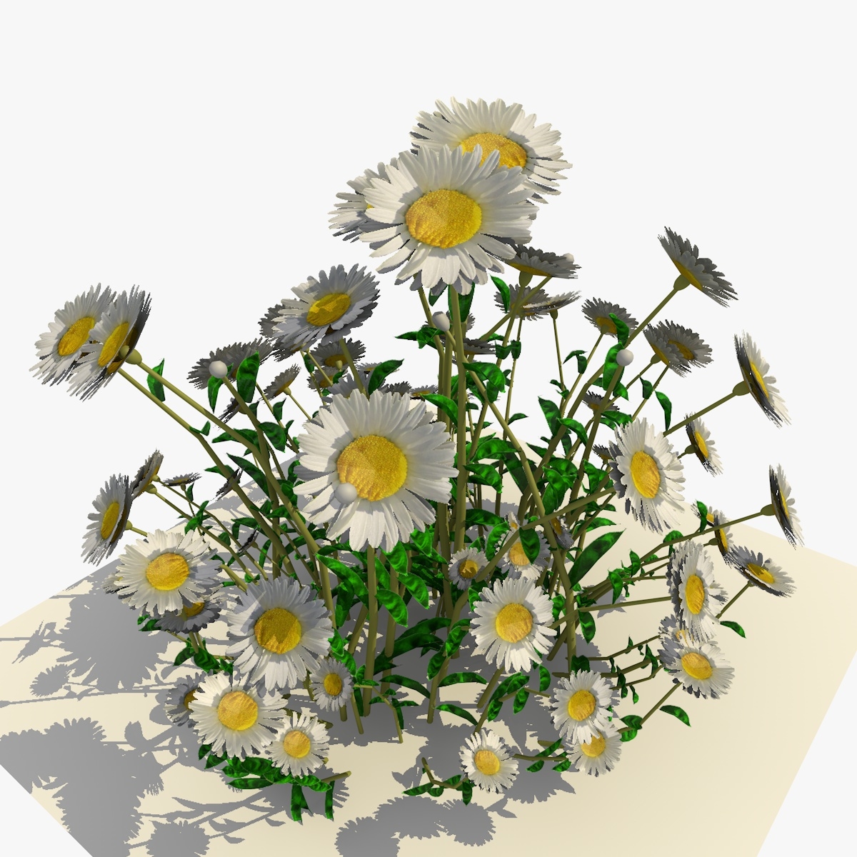 white daisy flowers 3d model