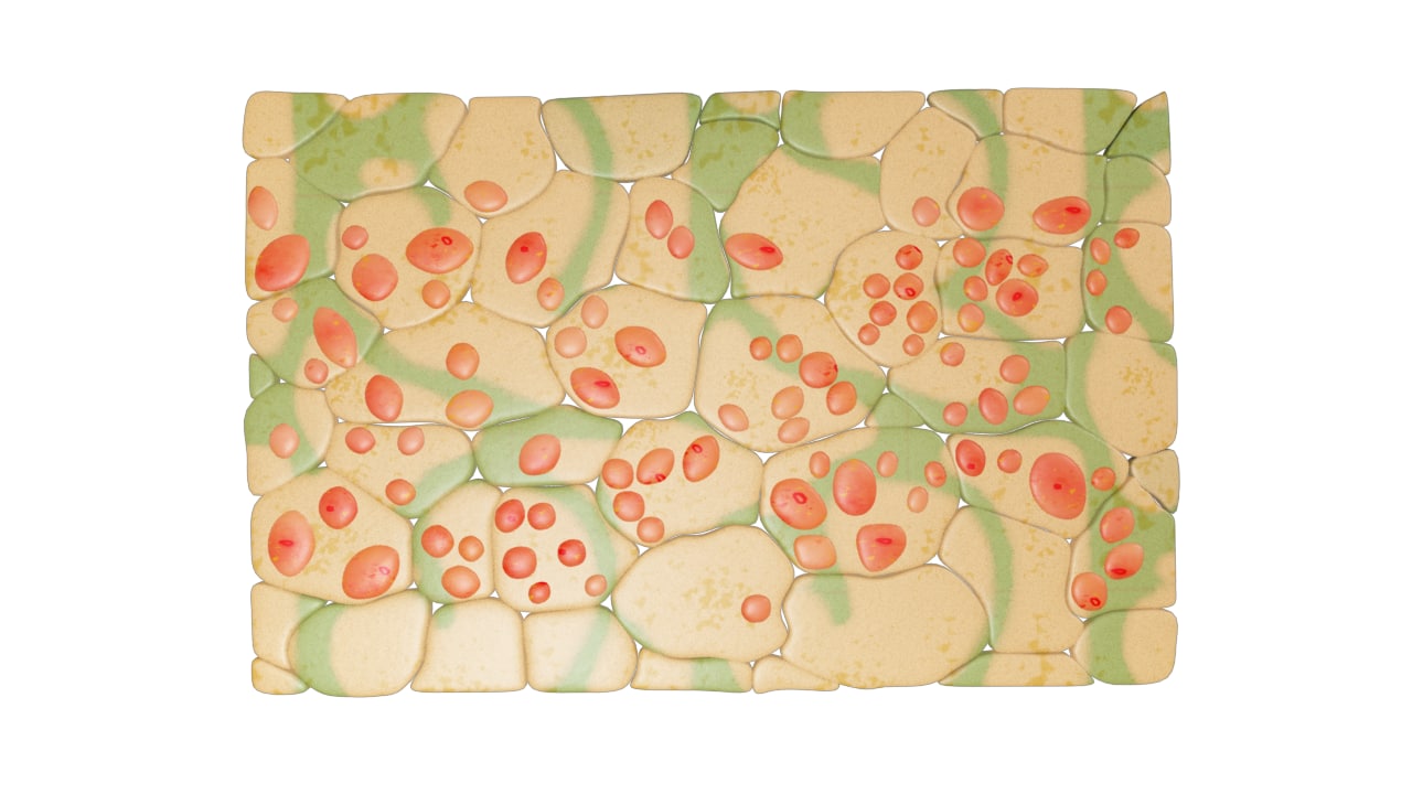 leucoplasts plastid organelles obj