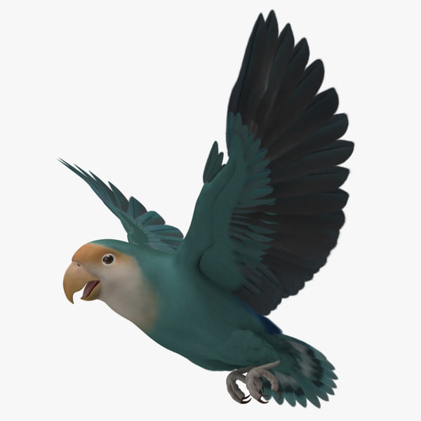 3D Parrot Models | TurboSquid