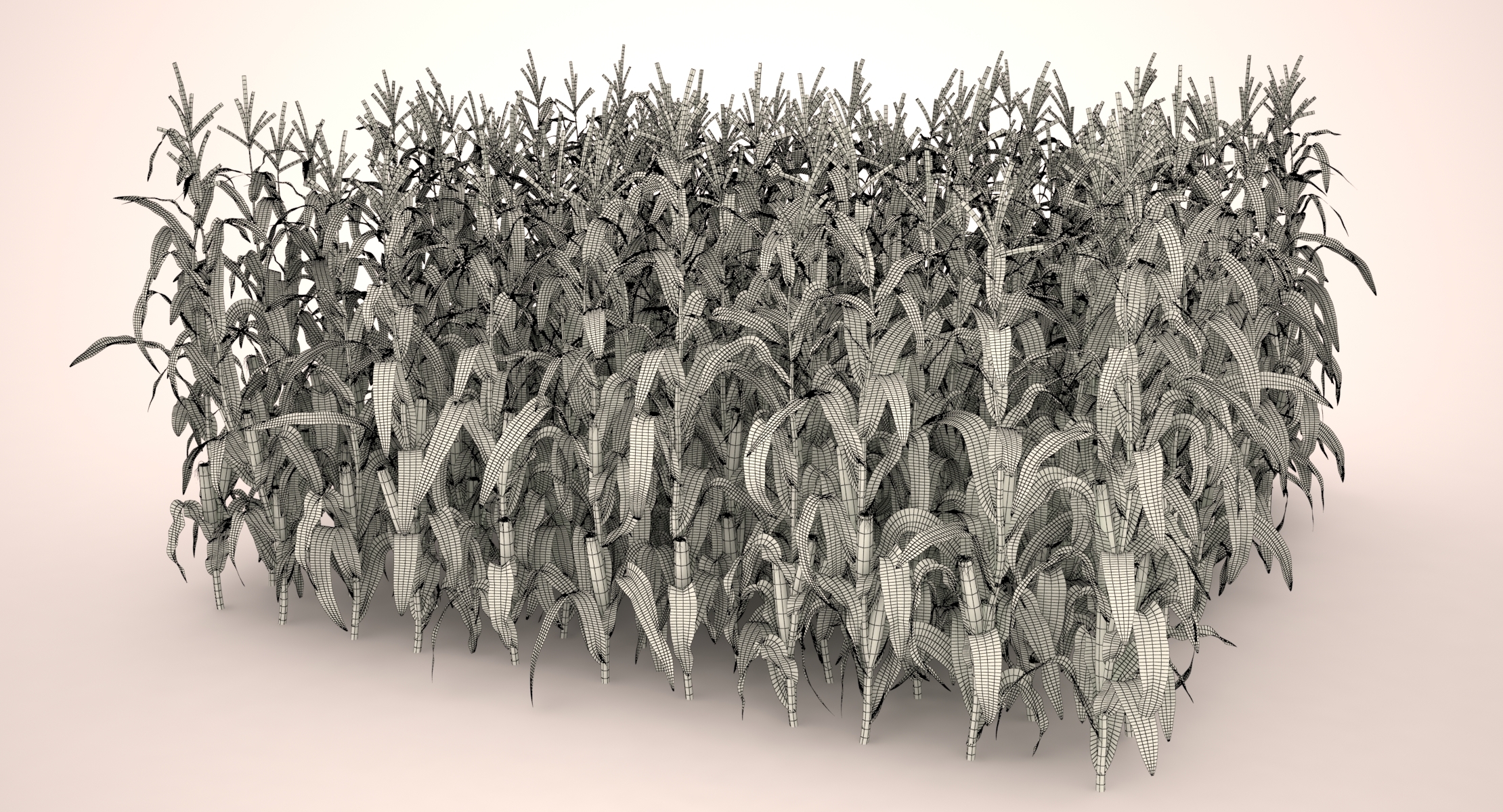 corn field stalks 3d model