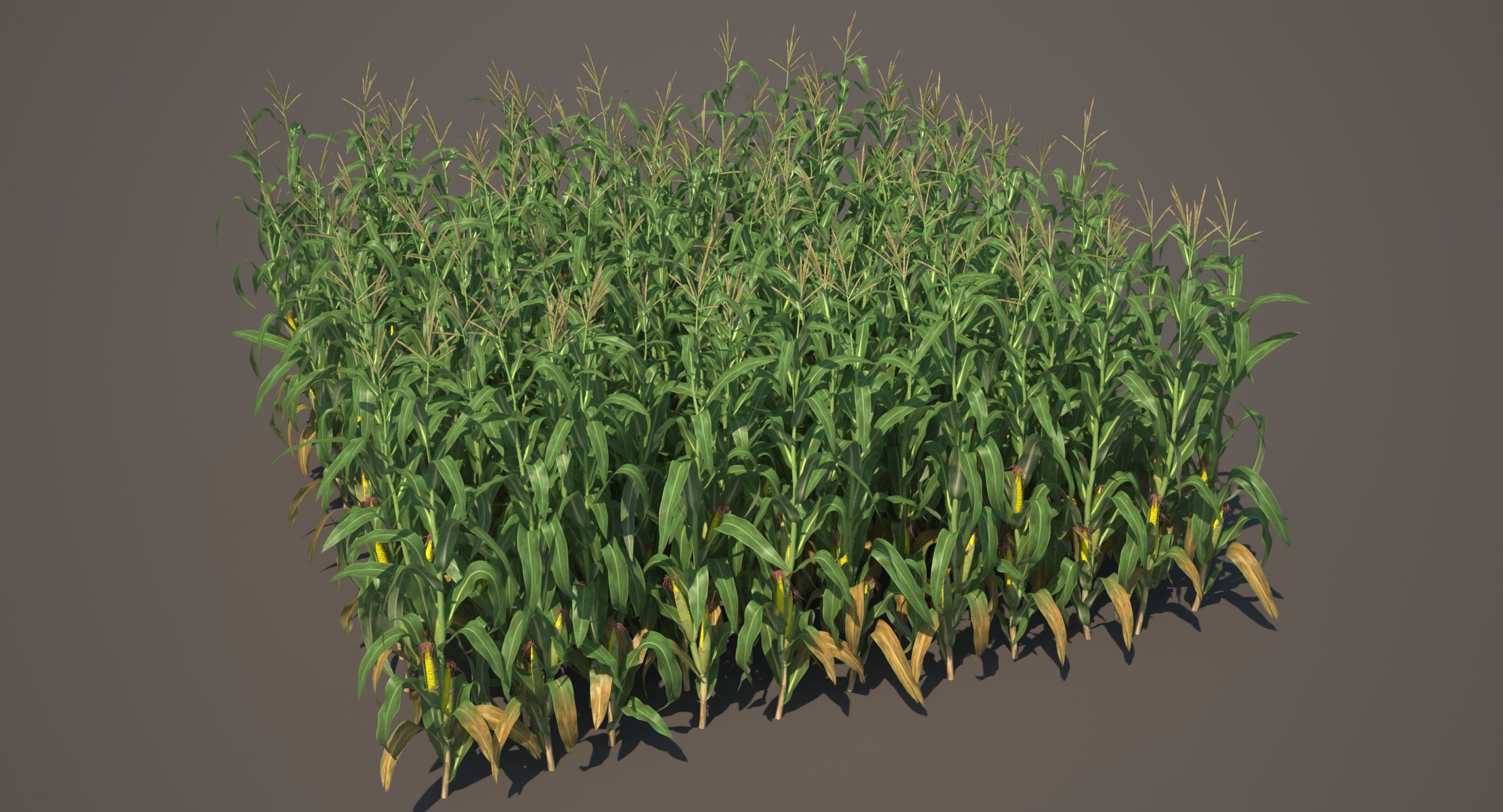 corn field stalks 3d model