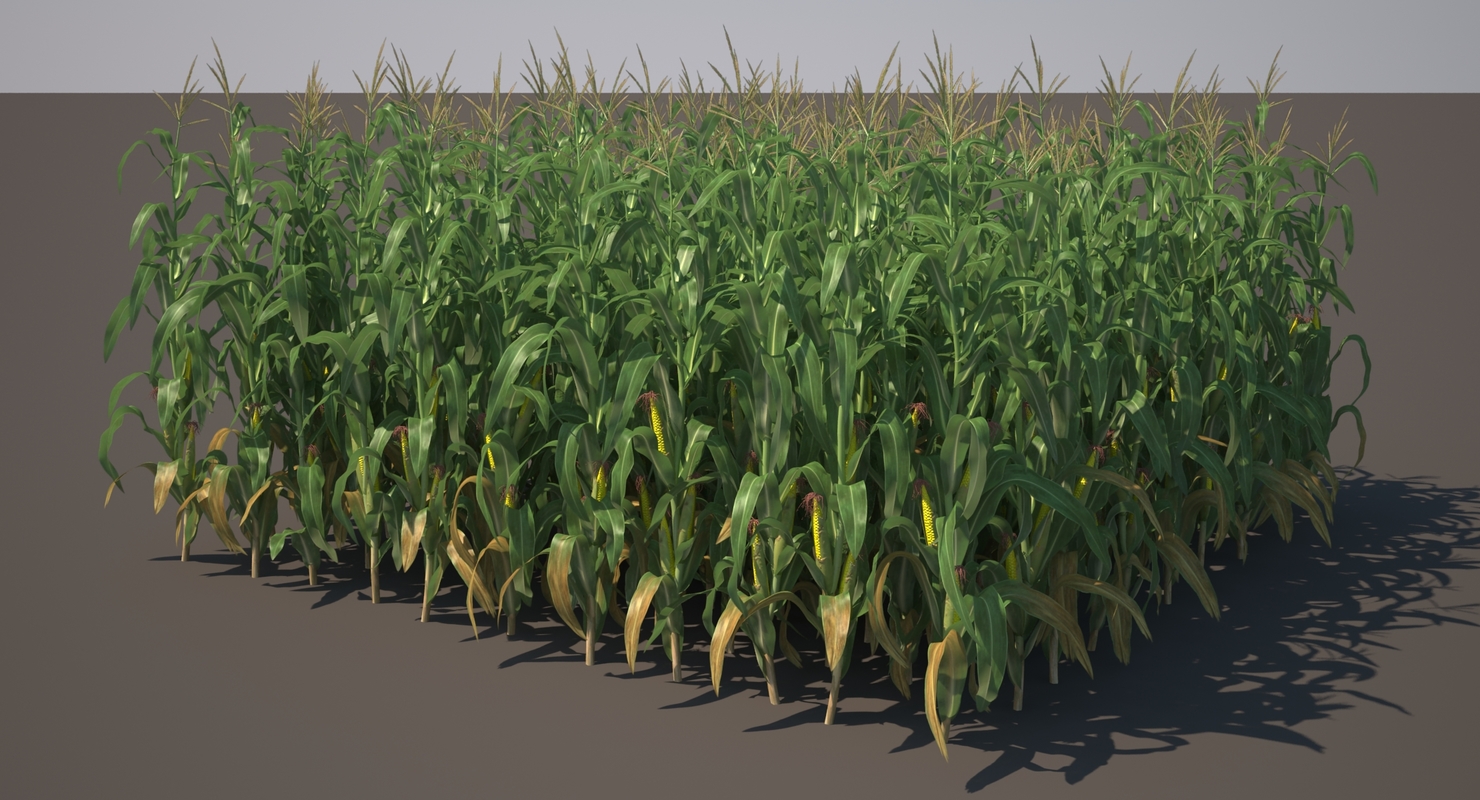 corn field stalks 3d model