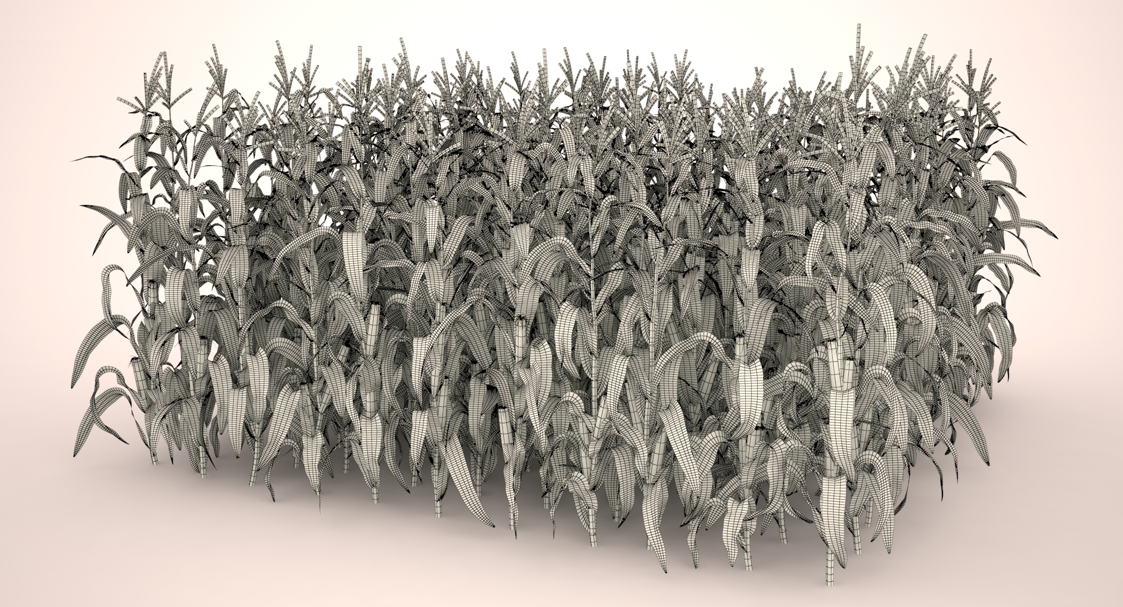 corn field stalks 3d model