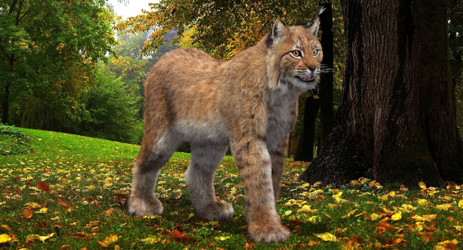 max eurasian lynx fur rigging animation