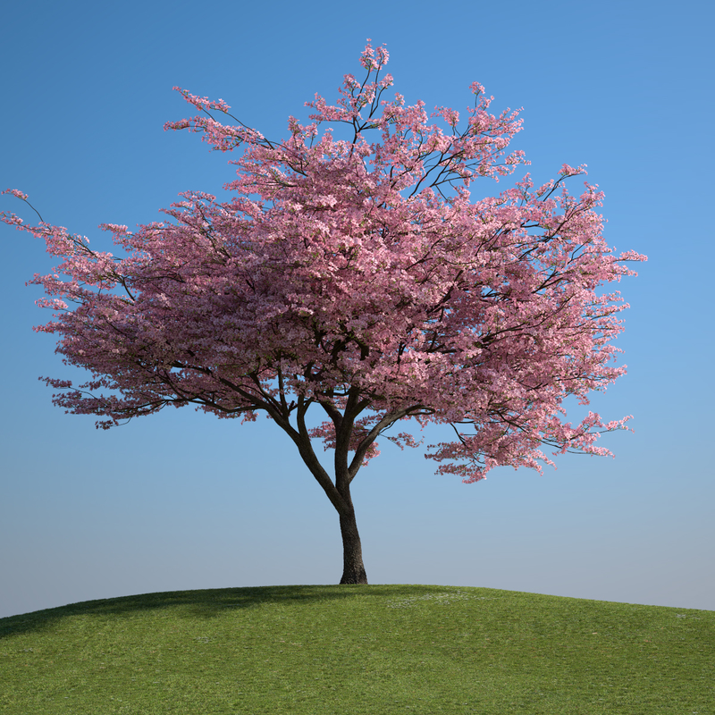 3d japanese sakura tree bark