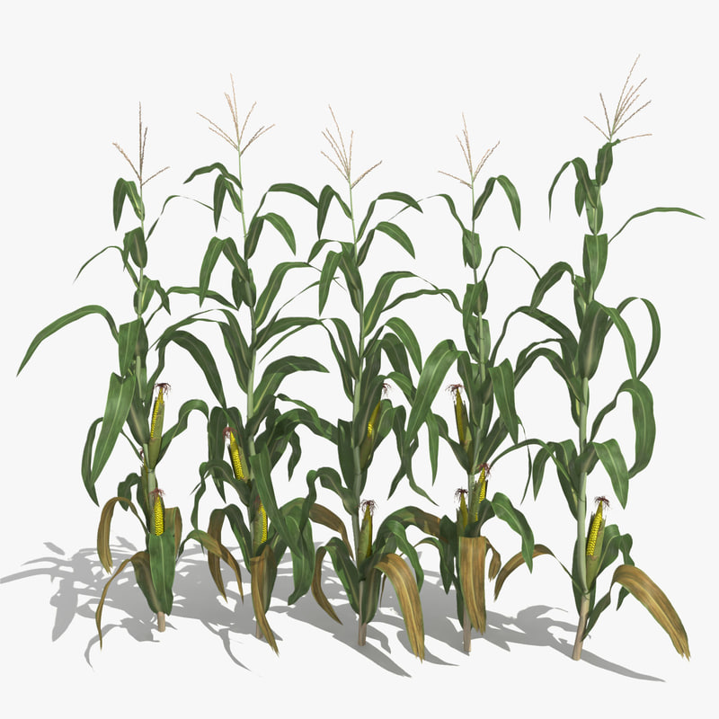 3d corn stalks model