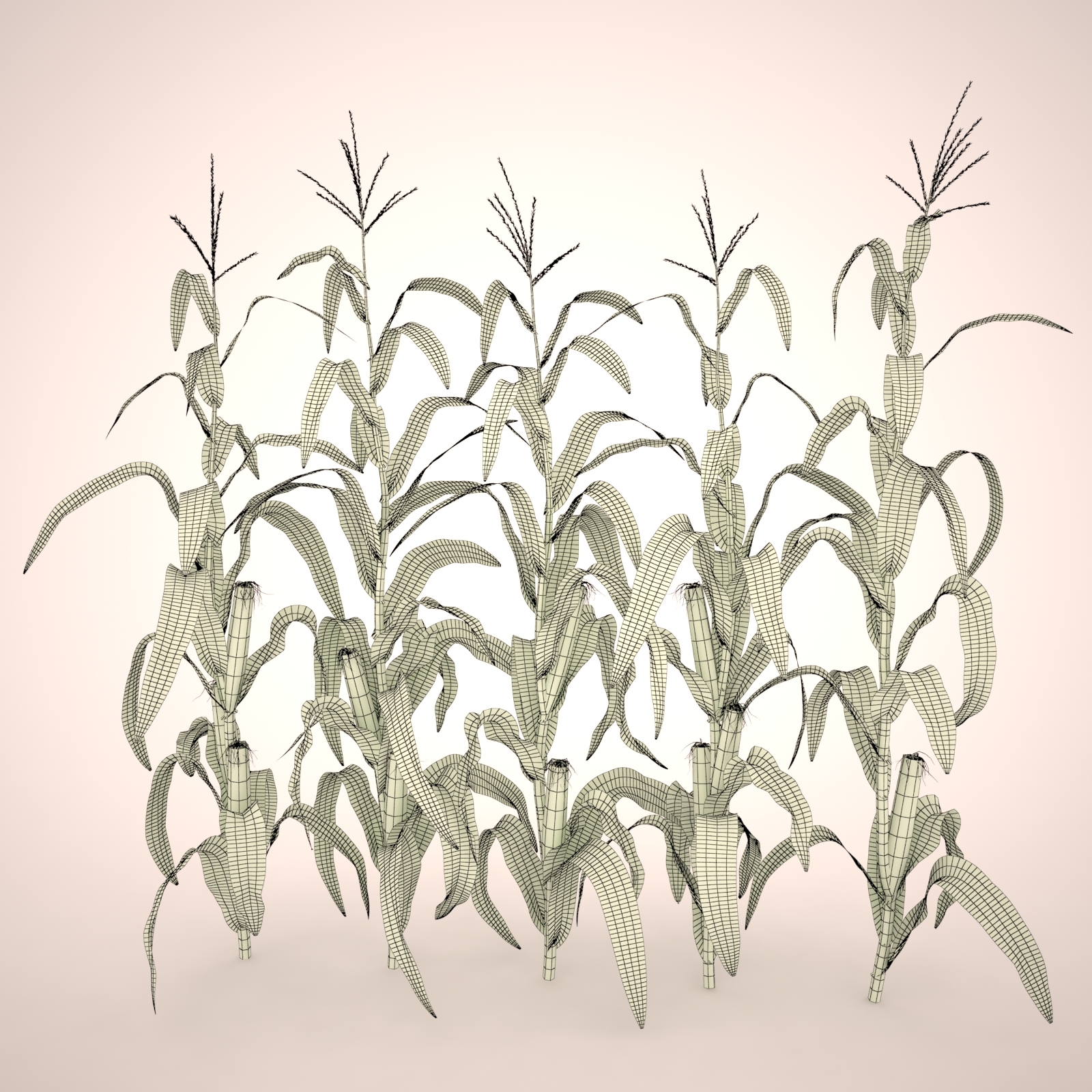 3d corn stalks model