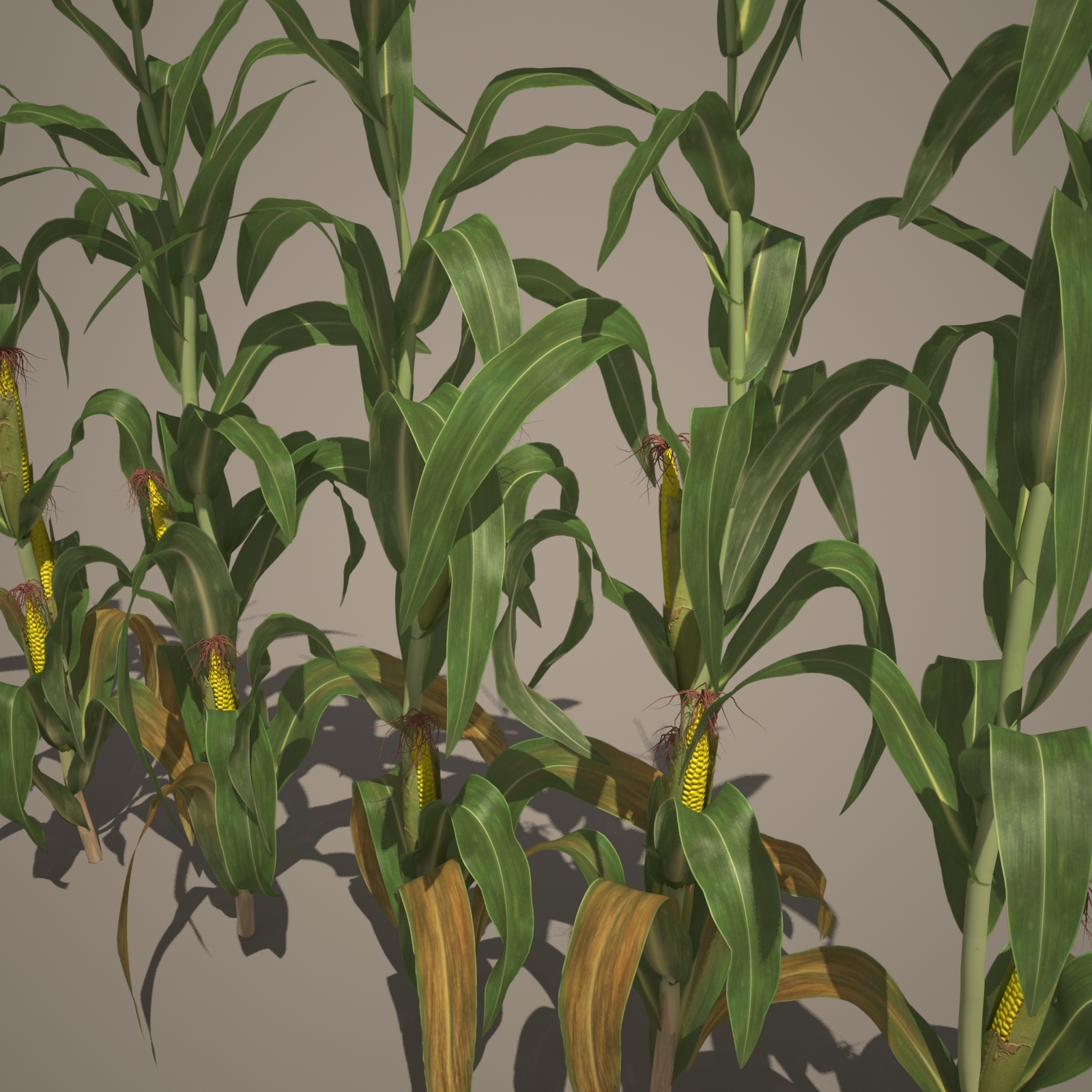 3d corn stalks model