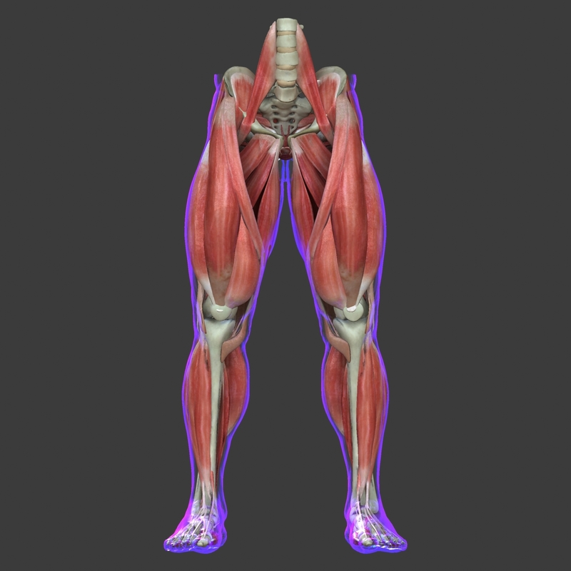 maya muscle leg medical edition