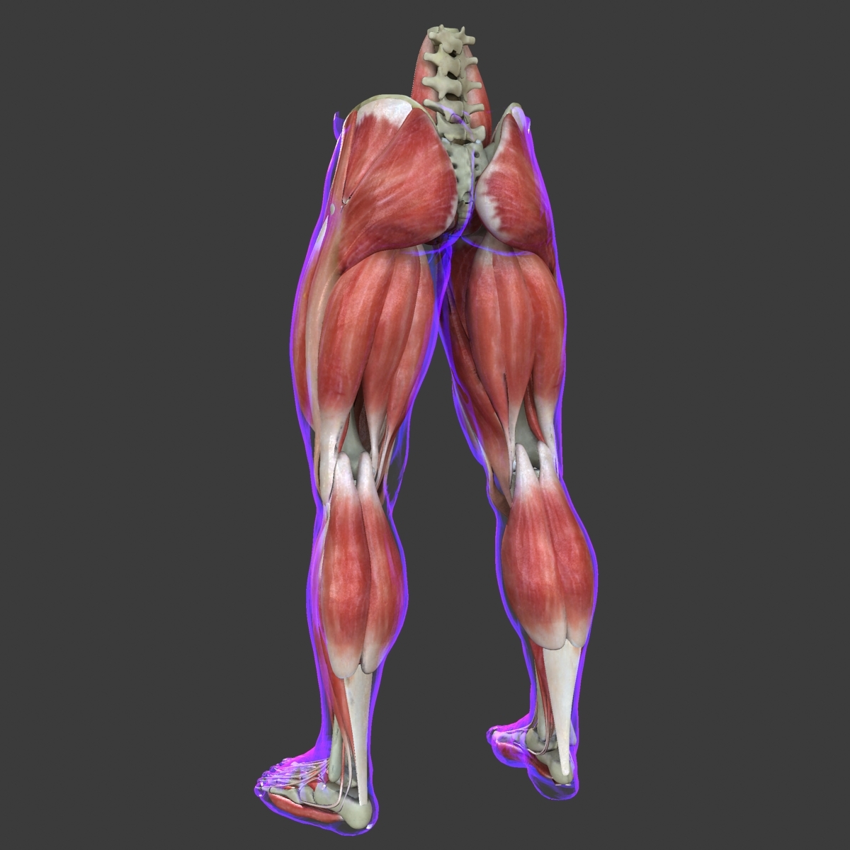maya muscle leg medical edition