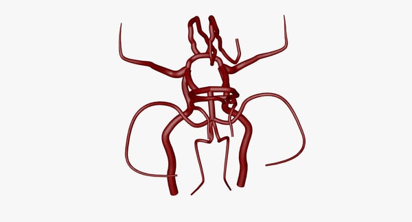 Círculo de Willis Brain Vasculature Anatomy modelo Modelo 3D ...