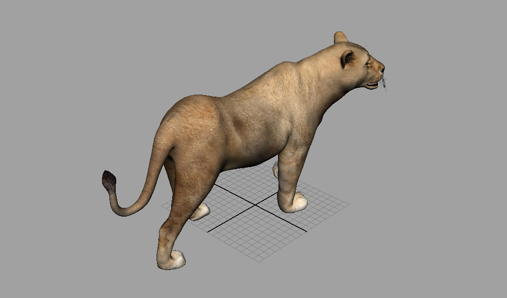 lioness modeled rigged 3d max