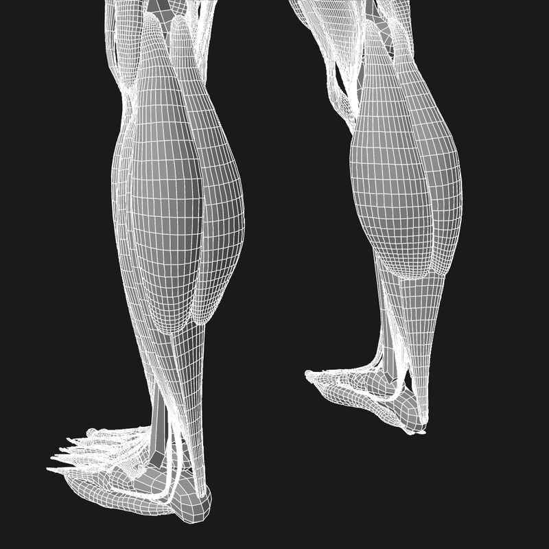 maya muscle leg medical edition