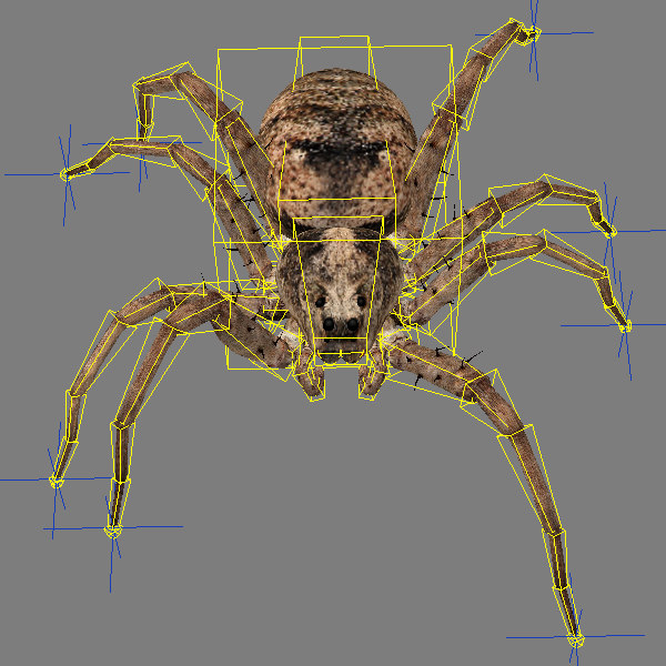 3d Model Spider Wolf
