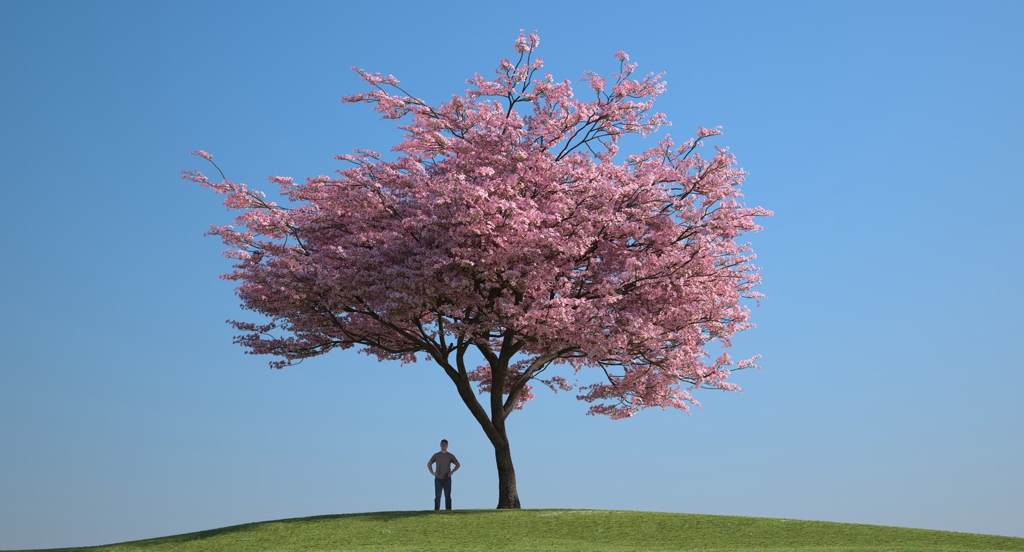 3d japanese sakura tree bark