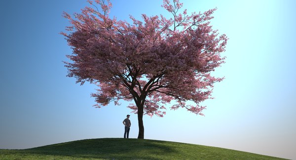 3d japanese sakura tree bark