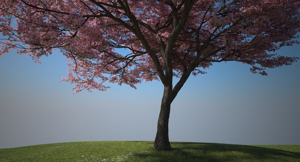 3d japanese sakura tree bark