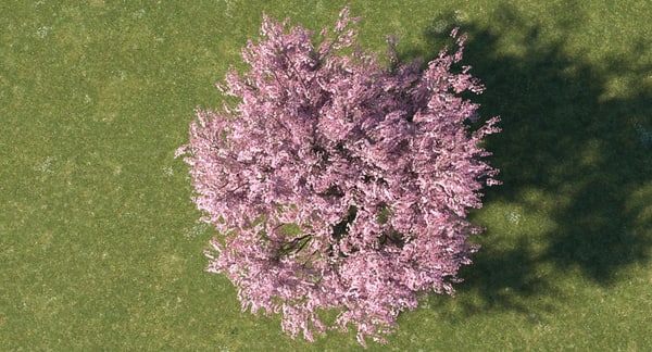 3d japanese sakura tree bark