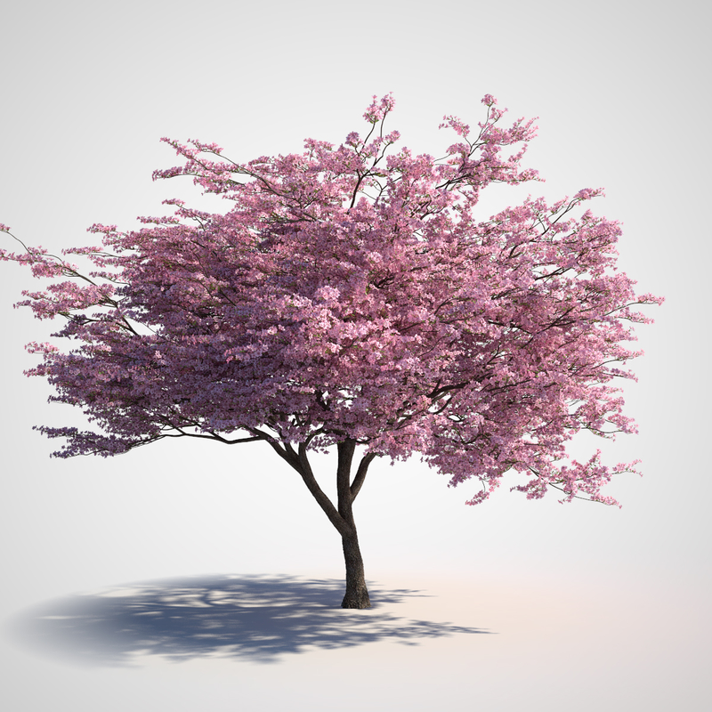 3d japanese sakura tree bark