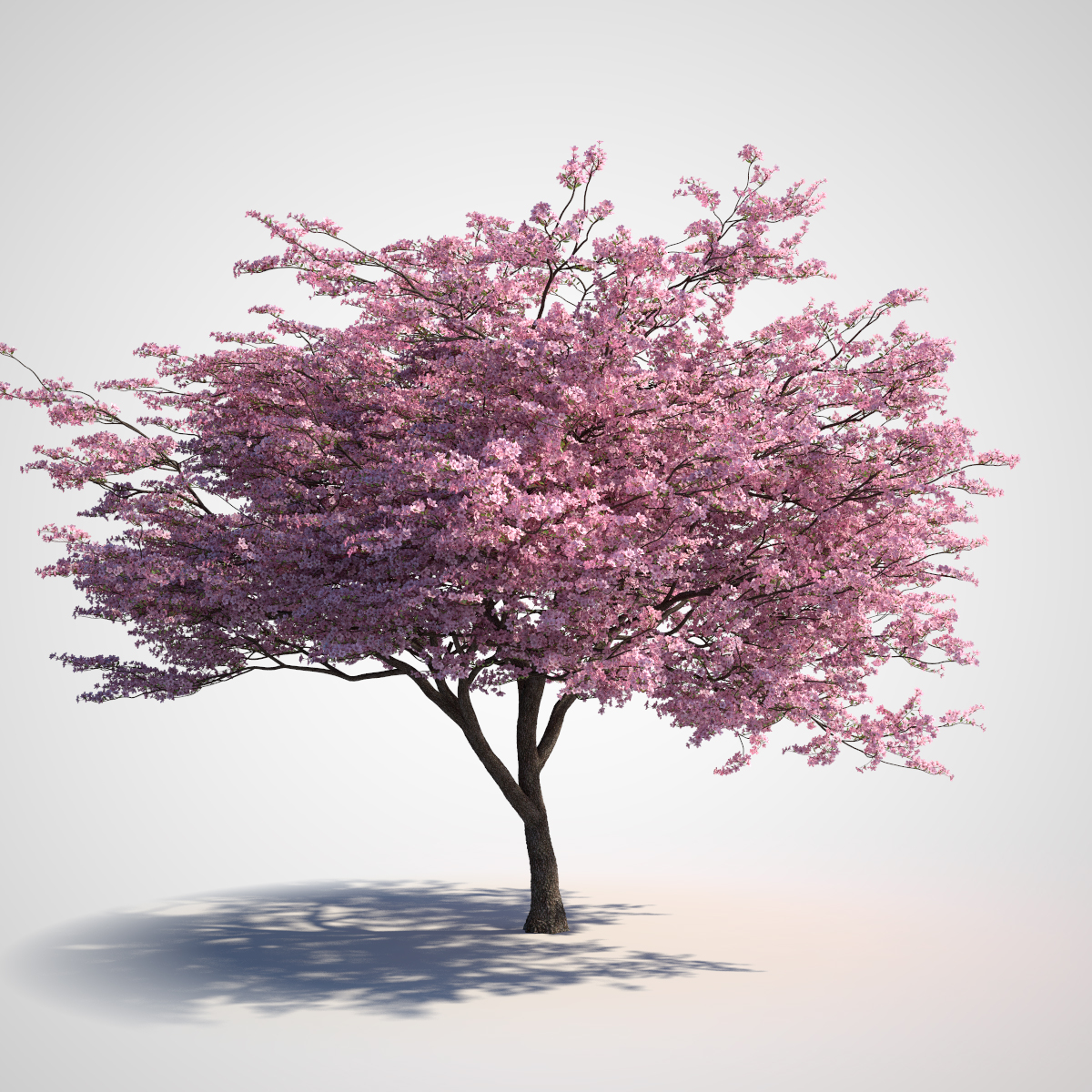 3d japanese sakura tree bark