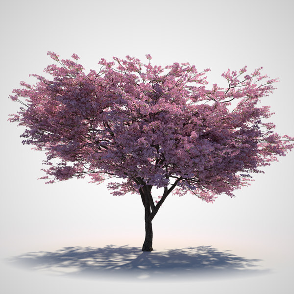 3d japanese sakura tree bark