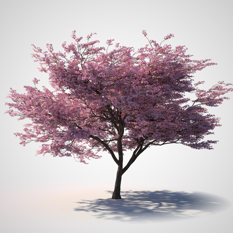 3d japanese sakura tree bark